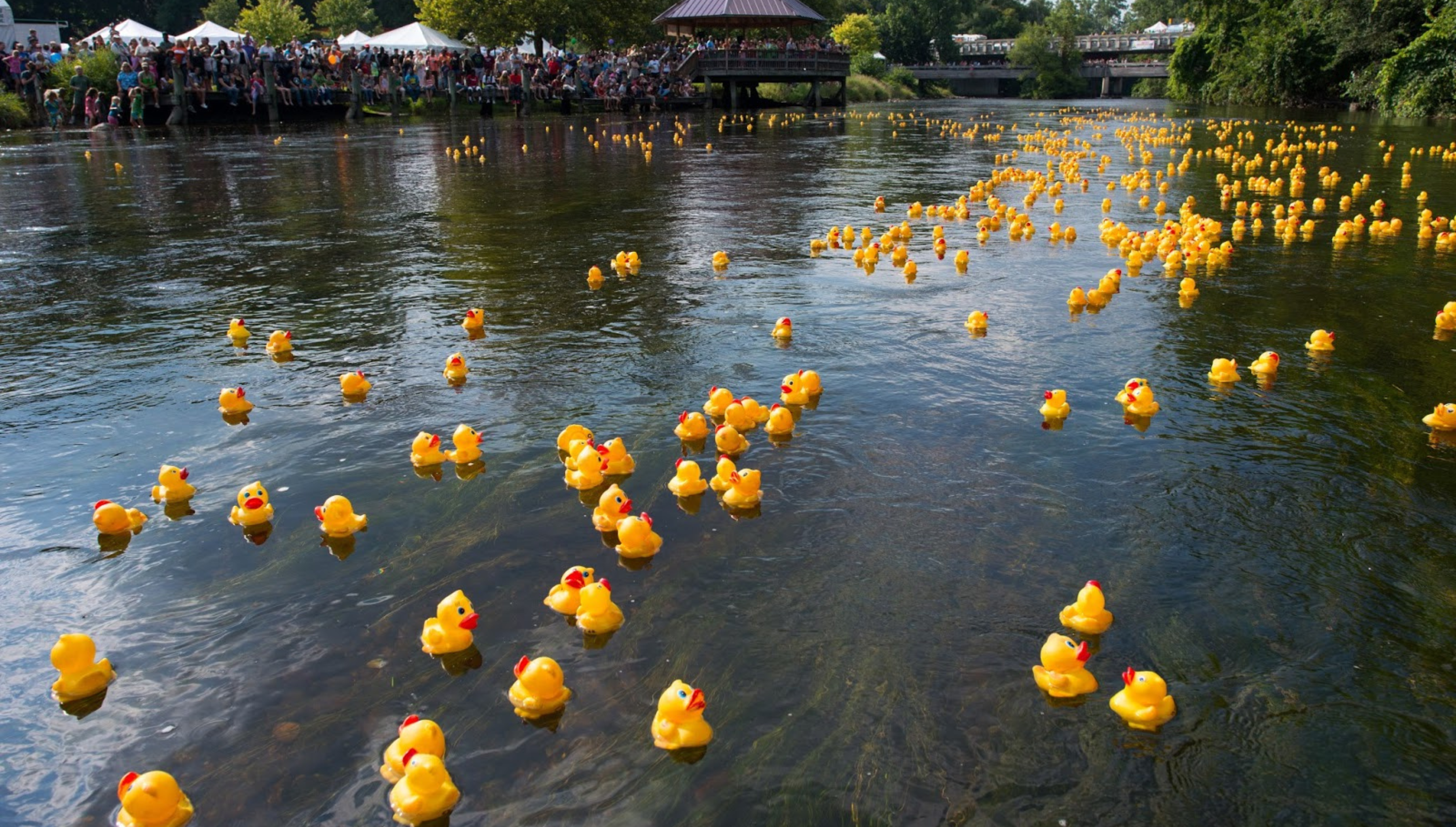 The Great Duck Race